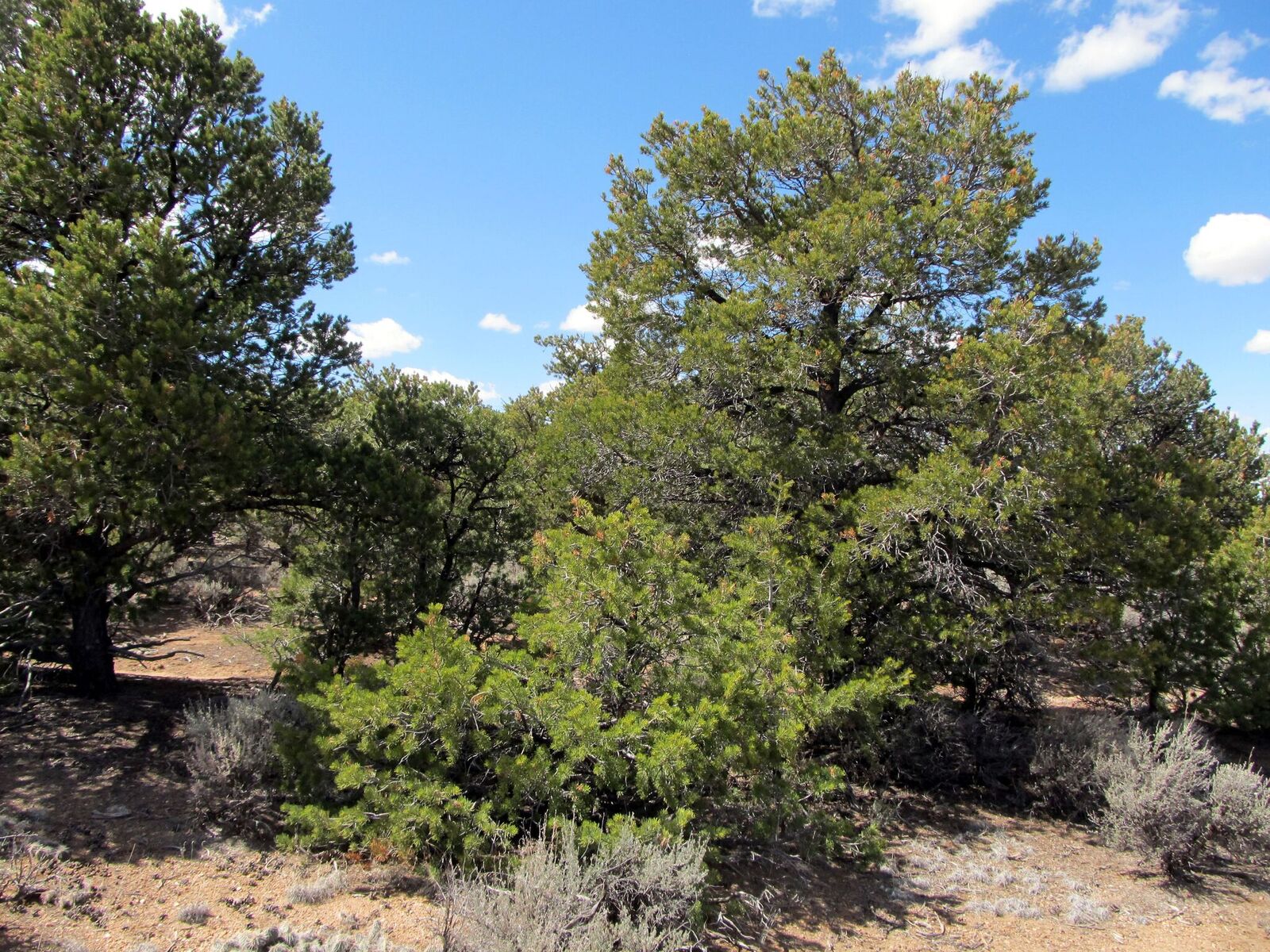 SOLD: Beautiful 5 Acre Lot – Treed and Slightly Hilly – Westward Land